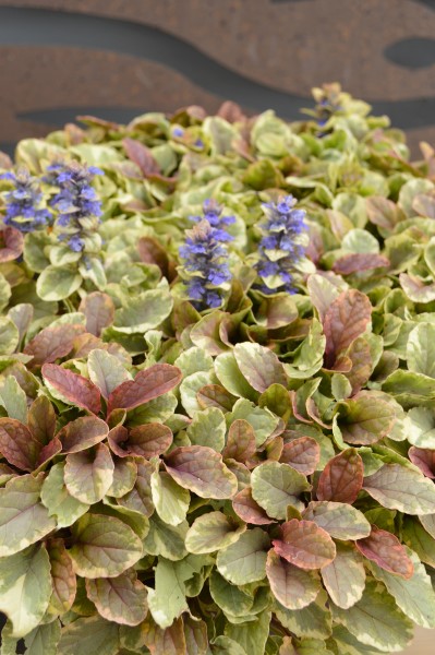 Ajuga Golden Beauty