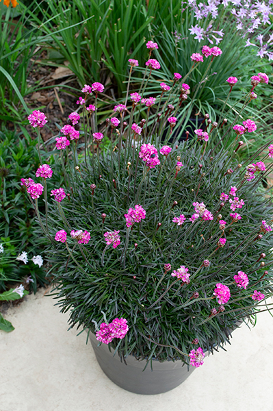 Armeria Ruby Petite