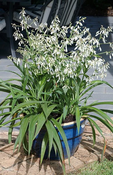 Arthropodium Te Puna