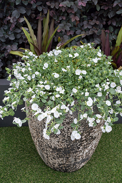 Convolvulus Arctic Moon