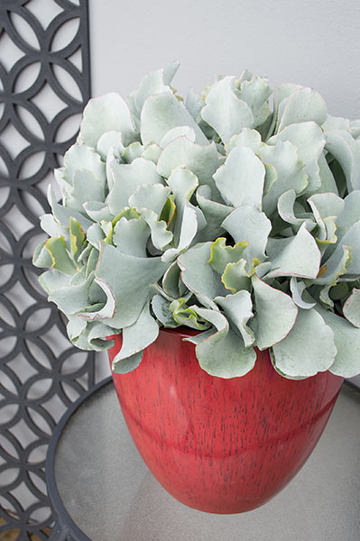 Cotyledon Blue Waves