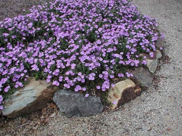 Convolvulus Full Moon