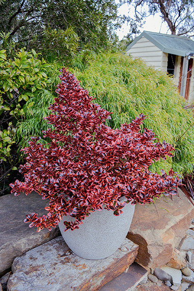 Coprosma Ignite