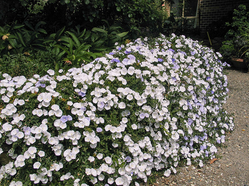 Convolvulus Two Moons