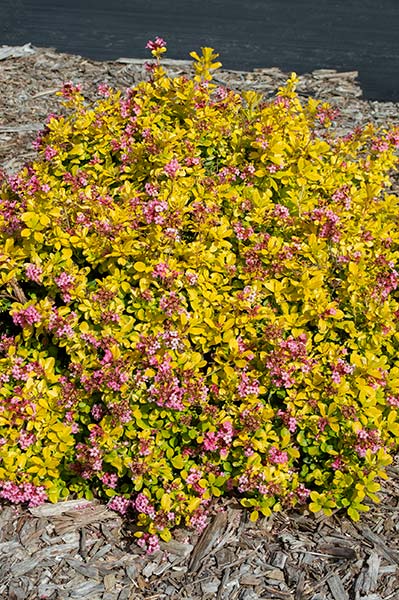 Escallonia Gold Ellen