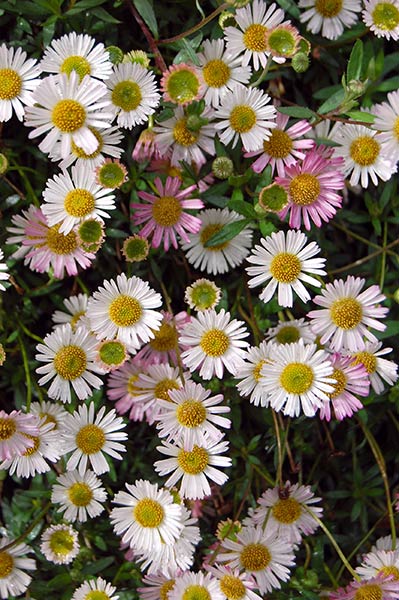 Erigeron Spindrift