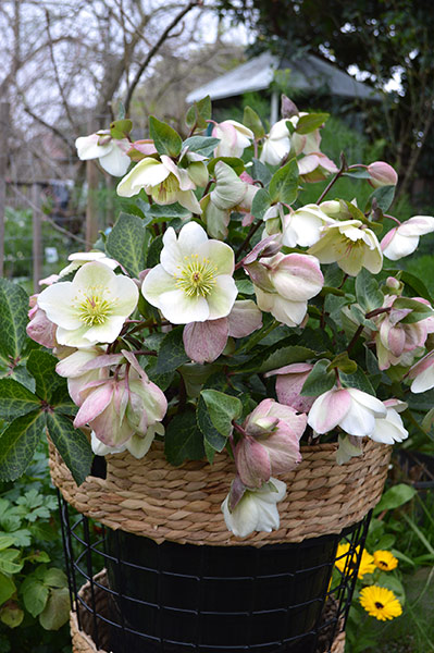 Hellebore Molly's White