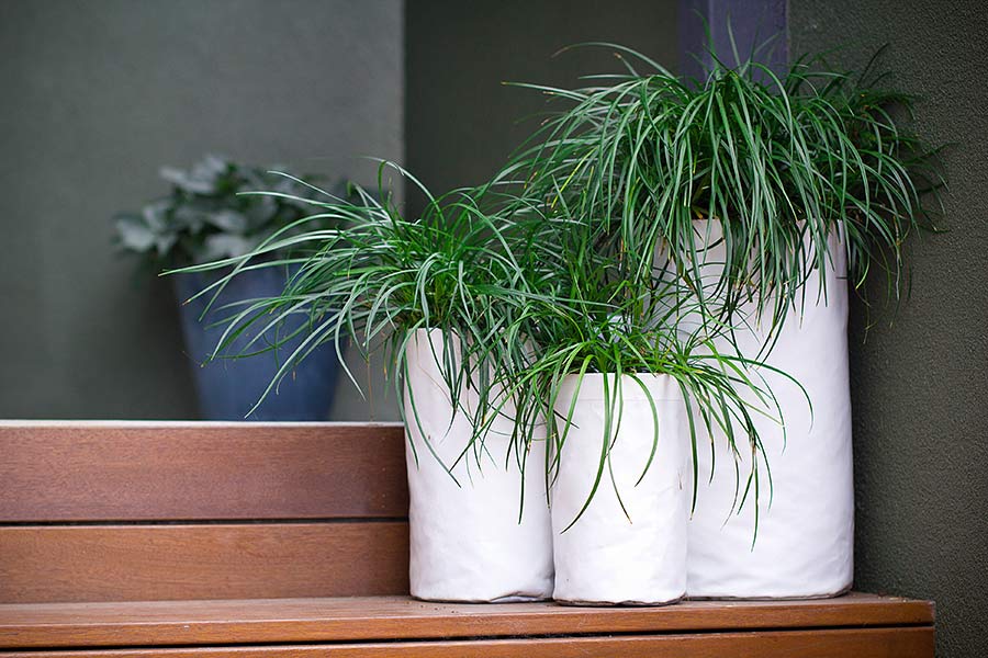 Liriope Emerald Cascade