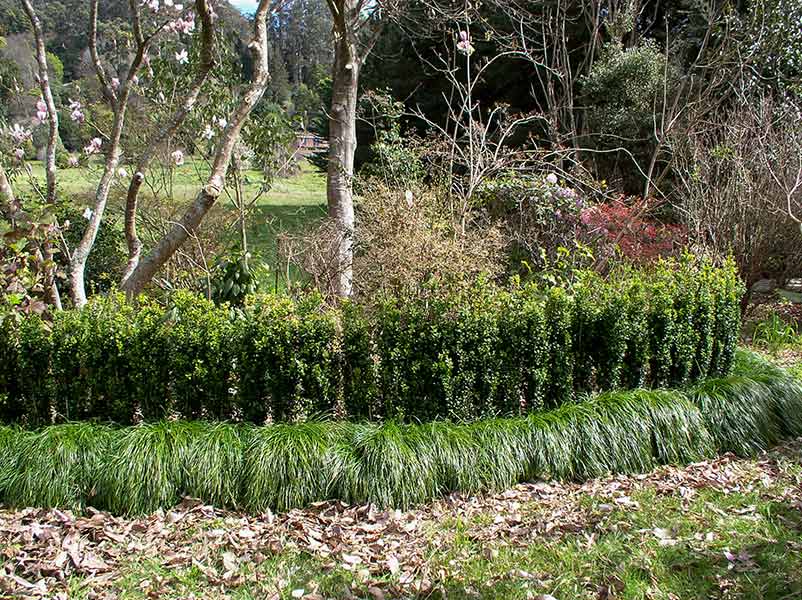 Liriope Emerald Cascade