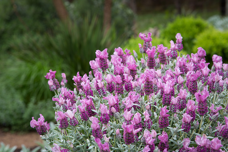 LAVINNOVA® Frostberry Ruffles