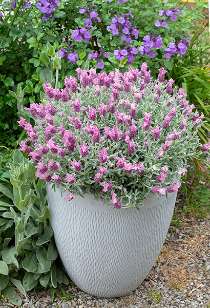 LAVINNOVA® Frostberry Ruffles