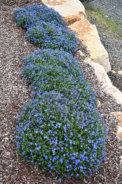 Lithodora Grace Ward