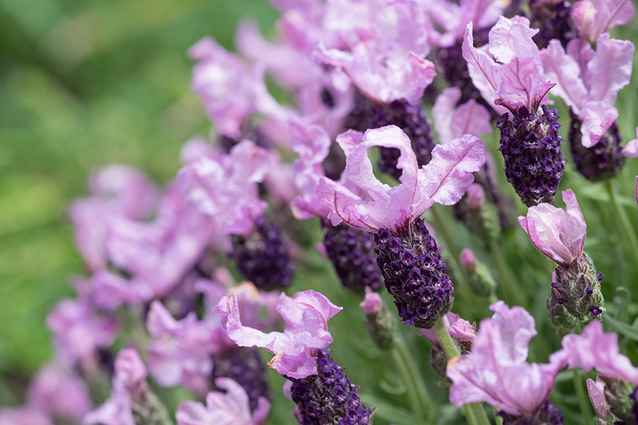 LAVINNOVA® Lilac Lace