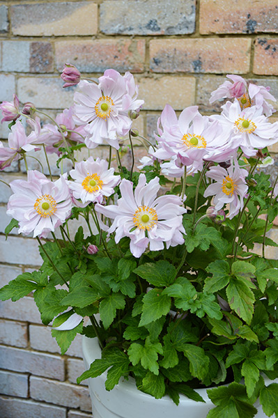 Anemone Queen Charlotte