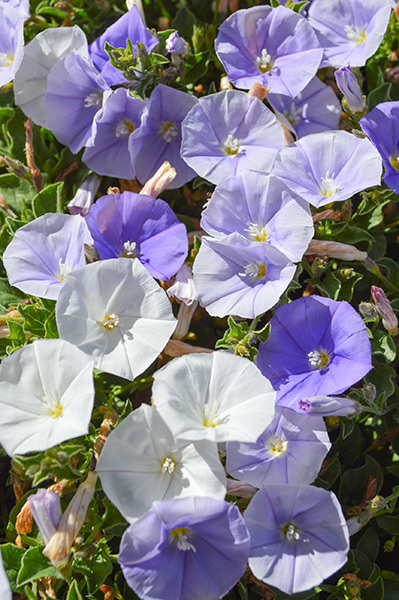 Convolvulus Two Moons