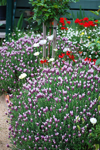 Lavandula Boysenberry Ruffles
