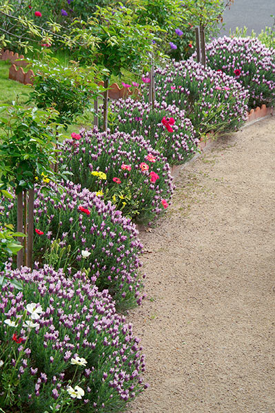 Lavandula Boysenberry Ruffles
