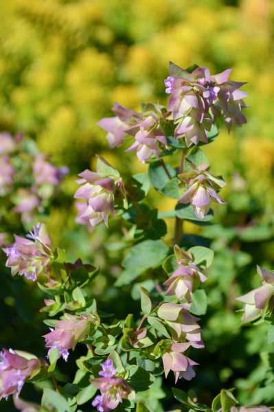 Origanum Dingle Fairy