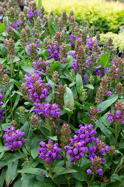 Prunella Bella Purple
