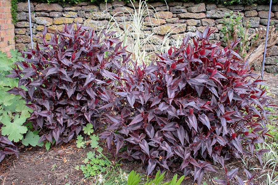 Persicaria Red Dragon