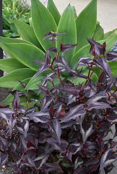 Persicaria Red Dragon