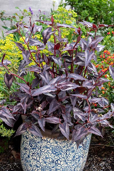 Persicaria Red Dragon