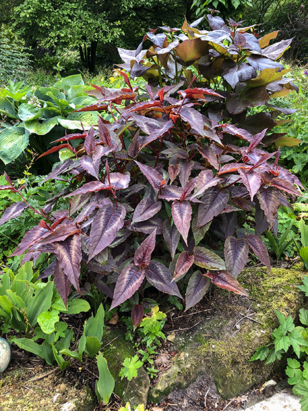 Persicaria Red Dragon
