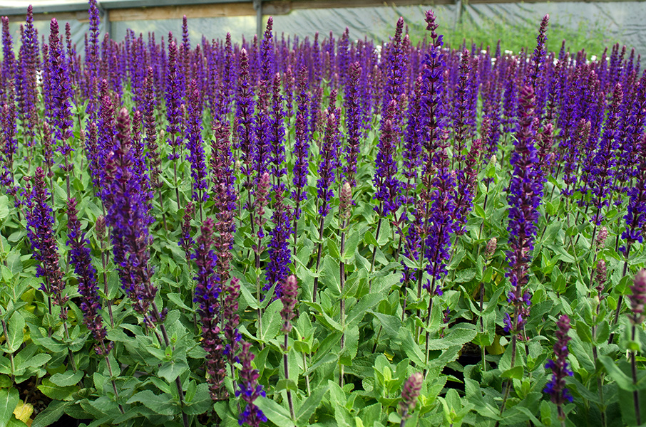 Salvia Caradonna