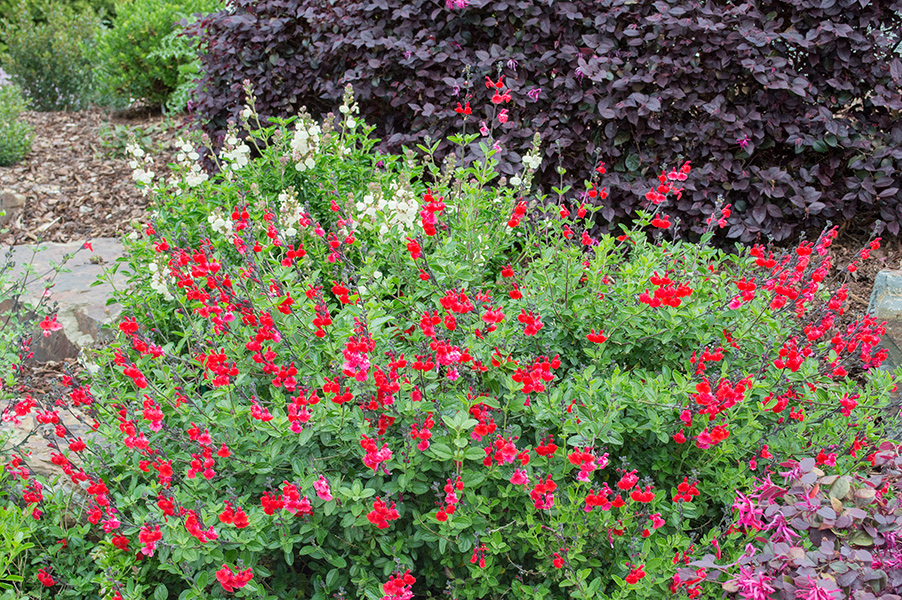 Salvia Heatwave Inferno