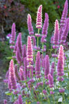 Agastache Pink Scepter