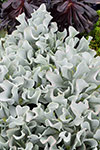 Cotyledon Blue Waves