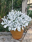 Cotyledon Blue Waves