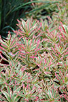 Euphorbia First Blush