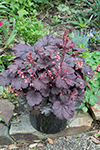 Heuchera Bella Notte