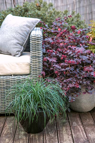 Liriope Emerald Cascade