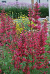 Agastache Raspberry Fiesta
