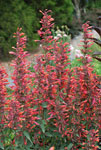 Agastache Sunrise Fiesta