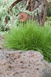Lomandra Little Con