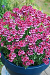 Nemesia Strawberry Ripple