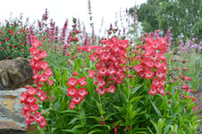 Penstemon Bell Tower Red