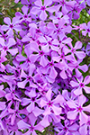 Phlox Jagger